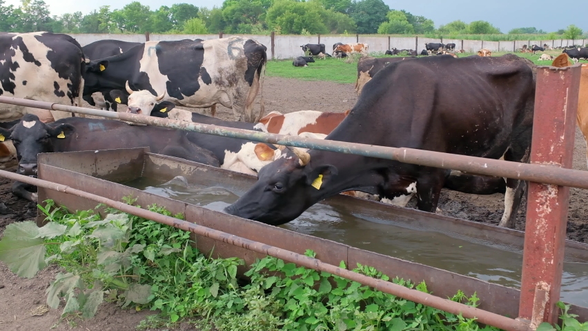 226 Cows drinking trough Stock Video Footage - 4K and HD Video Clips ...