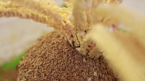 Para Pookula Has Been Traditionally Used Stock Footage Video (100% ...