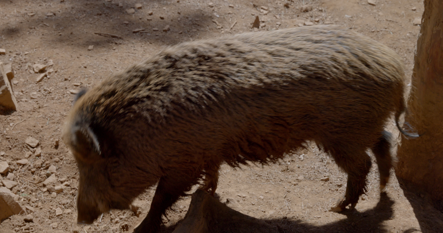 294 Boar leg Stock Video Footage - 4K and HD Video Clips | Shutterstock