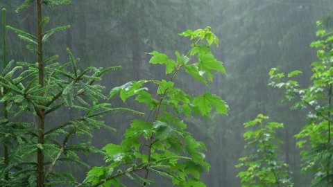 Young Maple Tree Enduring Rain Shower Stock Footage Video (100% Royalty ...