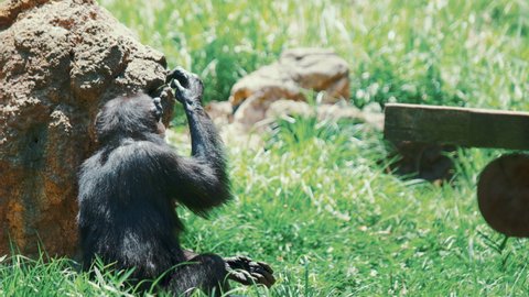 Chimpanzee Scavenging Eating Ants Nest Stock Footage Video (100% ...