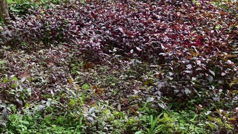 Purple Peruvian Shield Purple Plant Purple Stock Footage Video (100% ...