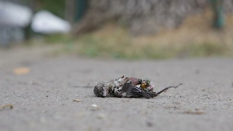 Dead Chick That Has Fallen Out Stock Footage Video (100% Royalty-free ...