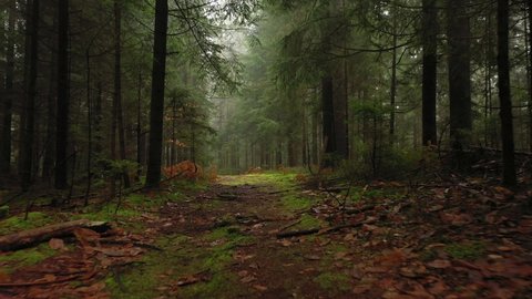 Flying Just Above Beautiful Forest Path Stock Footage Video (100% ...