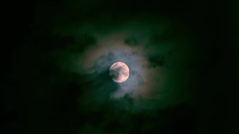 Full Moon Peeps Through Branches Palm Stock Footage Video (100% Royalty ...