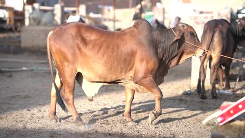 Lahore Punjab Pakistanjuly 06 2022 Cow Stock Footage Video 100