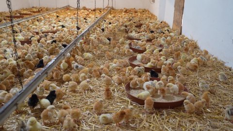 Chicken Farm Hundreds Chickens One Place Stock Footage Video (100% ...