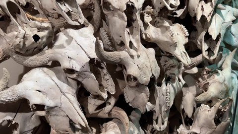 Piles Buffalo Bison Skulls Headsmashedin Buffalo Stock Footage Video ...