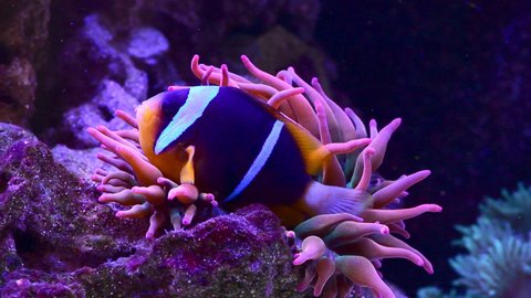 Black African Clown Fish Coral Reef Stock Footage Video (100% Royalty ...