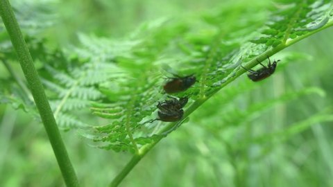 Fern Plant Four Garden Chafer Beetles Stock Footage Video (100% Royalty ...