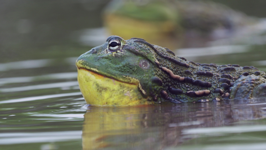 1,169 Bullfrog Stock Videos