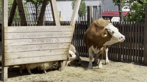 Cow Chewing Hay Near Wooden Barn Stock Footage Video (100% Royalty-free ...