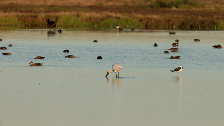 69 Royal spoonbill Stock Video Footage - 4K and HD Video Clips ...