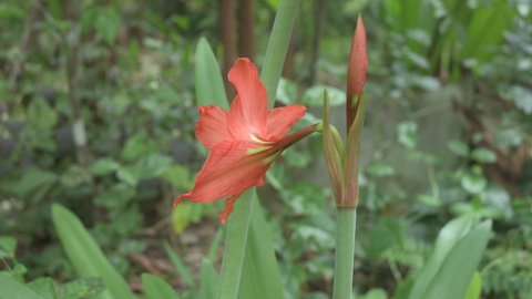 7 Funnel Form Flowers Stock Video Footage - 4K and HD Video Clips ...