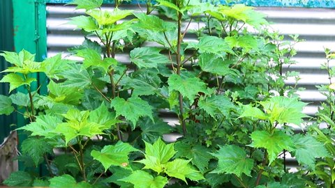 Large Green Mallow Bush Bush Grows Stock Footage Video (100% Royalty ...