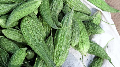 Fresh Organic Bitter Guard Farm Close Stock Footage Video (100% Royalty ...