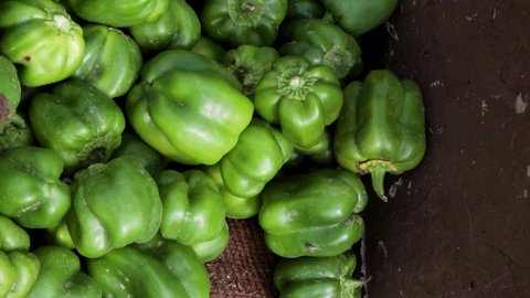 Fresh Organic Green Capsicum Farm Close Stock Footage Video (100% ...