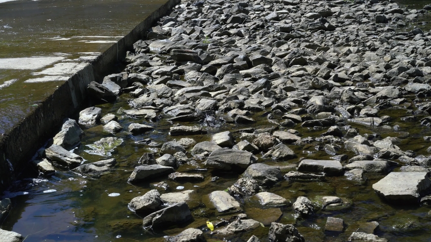 56 Stone flounder Stock Video Footage - 4K and HD Video Clips ...