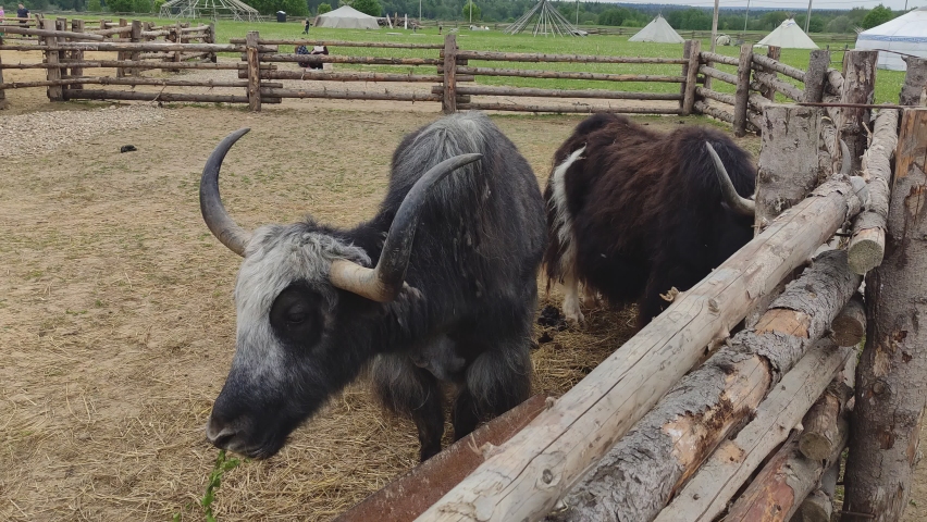 231 Yak eating grass Stock Video Footage - 4K and HD Video Clips ...