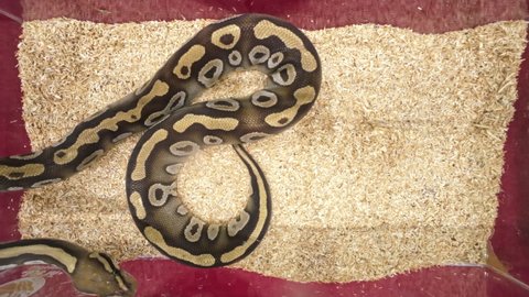 Ball Python Slithering Glass Cabinet Waiting Stock Footage Video (100% ...