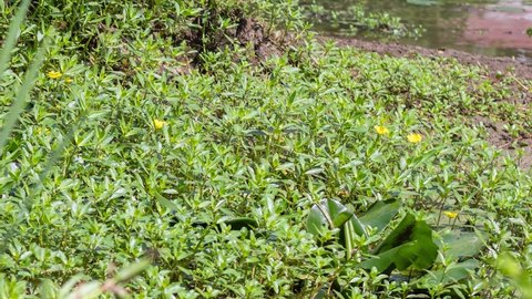 Ludwigia Grandiflora Aka Water Primrose Aquatic Stock Footage Video ...