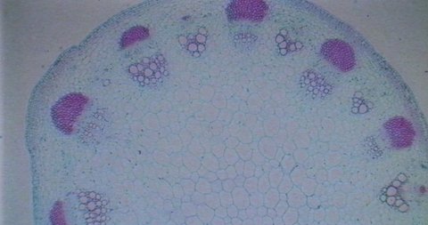 Vhs Recording Helianthus Stem Floating Bacteria Stock Footage Video ...