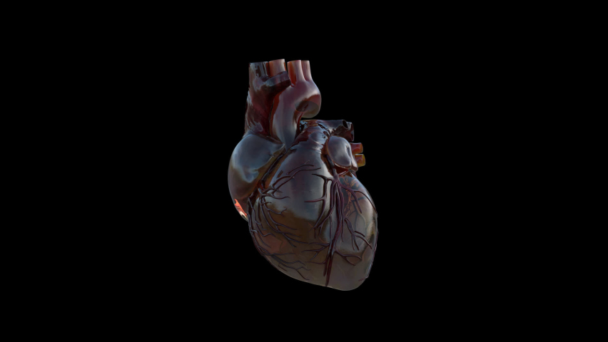 47 Fish heart anatomy Stock Video Footage - 4K and HD Video Clips ...