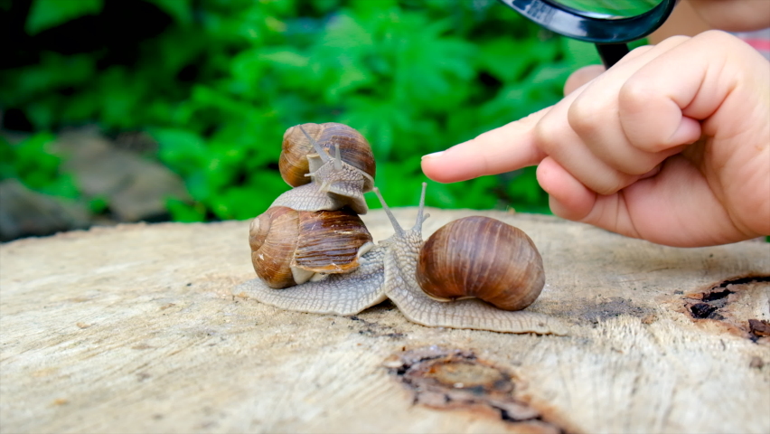 1,163 Snail park Stock Video Footage - 4K and HD Video Clips | Shutterstock
