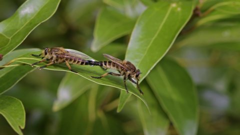 Robber Flies Mating On Lush Green Stock Footage Video (100% Royalty ...