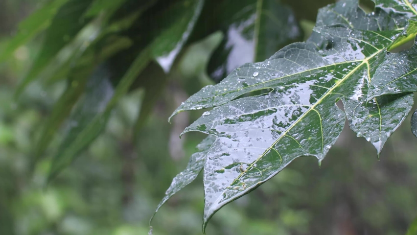 23 Rian tree Stock Video Footage - 4K and HD Video Clips | Shutterstock