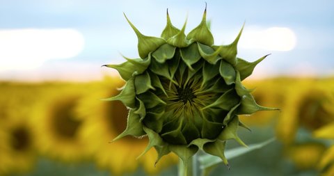 Close Footage Sunflowers Field Blooming Sunflowers Stock Footage Video ...