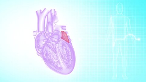 Human Half Heart Left Atrium Animation Stock Footage Video (100% ...