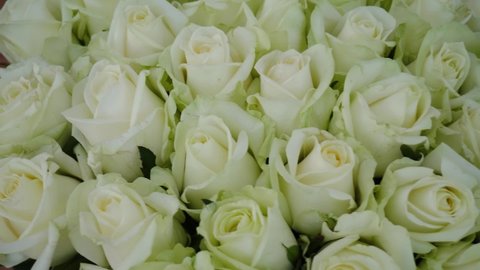 Beautiful White Light Green Roses Bouquet Stock Footage Video (100% ...