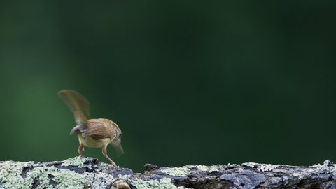 Carolina Wren Feeding On Dead Log Stock Footage Video (100% Royalty ...