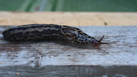 Limax Maximus Biggest Slug Known By Stock Footage Video (100% Royalty ...