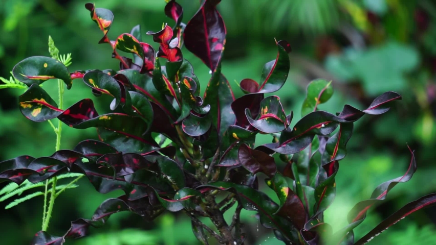 90 Variegated laurel Stock Video Footage - 4K and HD Video Clips ...