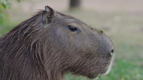 Close Shot Capybaras Head Moves Face Stock Footage Video (100% Royalty ...