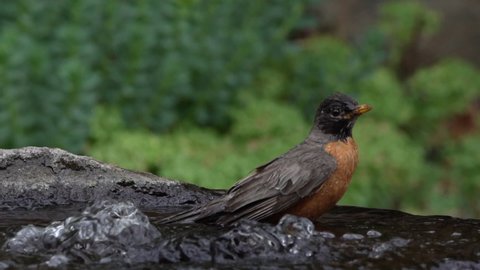 Robin Slashing Water Fountain Stock Footage Video (100% Royalty-free ...