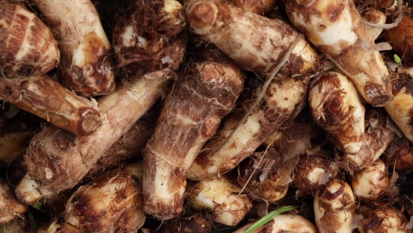 299 Taro Root Stock Video Footage - 4K and HD Video Clips | Shutterstock