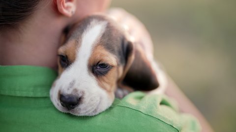 Tiny Beagle Puppy On Shoulder His Stock Footage Video (100% Royalty ...