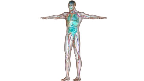 Human Internal Organs Anatomy Animation Concept Stock Footage Video ...