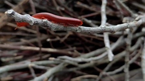 Animal Species Millipede Keluwing Open Stock Footage Video (100% ...