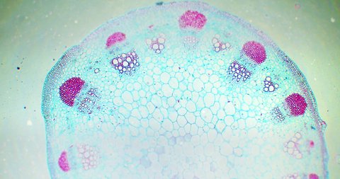 Helianthus Stem Floating Bacteria Germs Under Stock Footage Video (100% ...