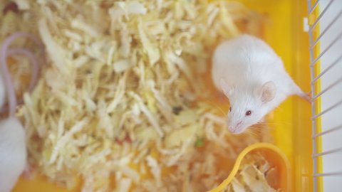 Close Small White Mice Lab Cage Stock Footage Video (100% Royalty-free ...