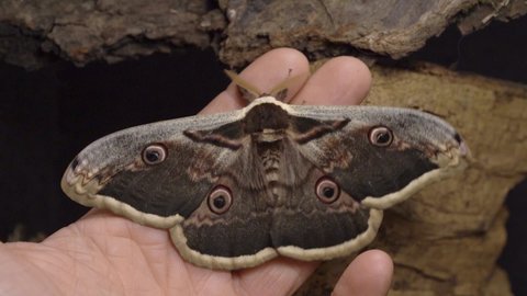 Giant Moth On Finger Flapping Wings Stock Footage Video (100% Royalty ...