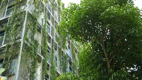 Building Plants Growing On Facade Stock Footage Video (100% Royalty ...