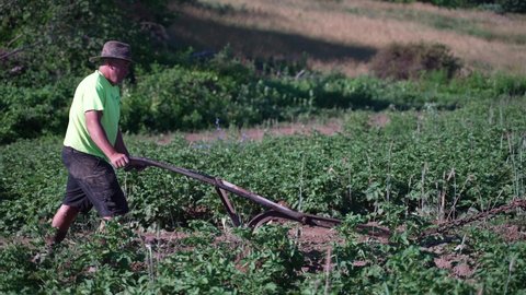 Slow Motion Farmer Pushing Plow Unearthing Stock Footage Video (100% ...