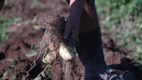 Farmers Hand Pulling Potatoes Out Earth Stock Footage Video (100% ...