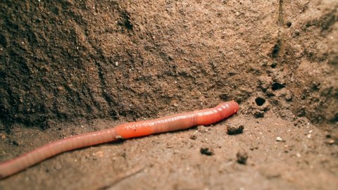 Beautiful Big Red Earthworm Closeup Trying Stock Footage Video (100% ...