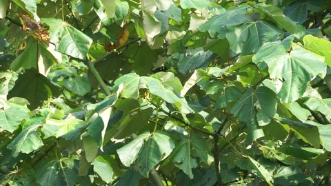 Leaves Ochroma Pyramidale Balsa Tree Balsa Stock Footage Video (100% ...